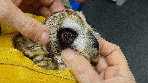 Rescued Pueo Returned To Wild