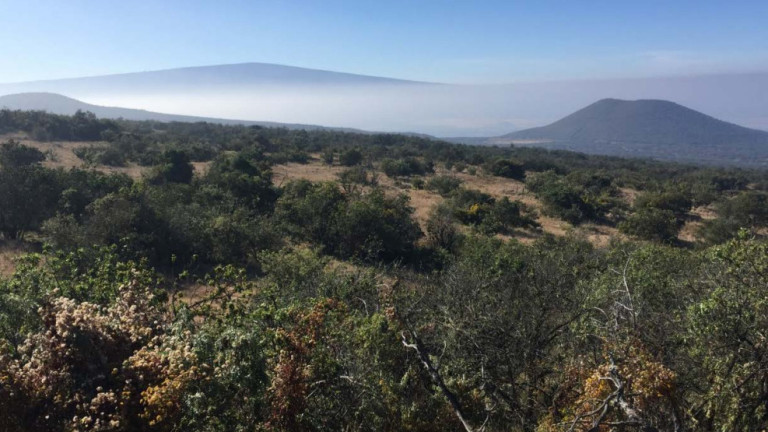 Palila Forest Discovery Trail Planned