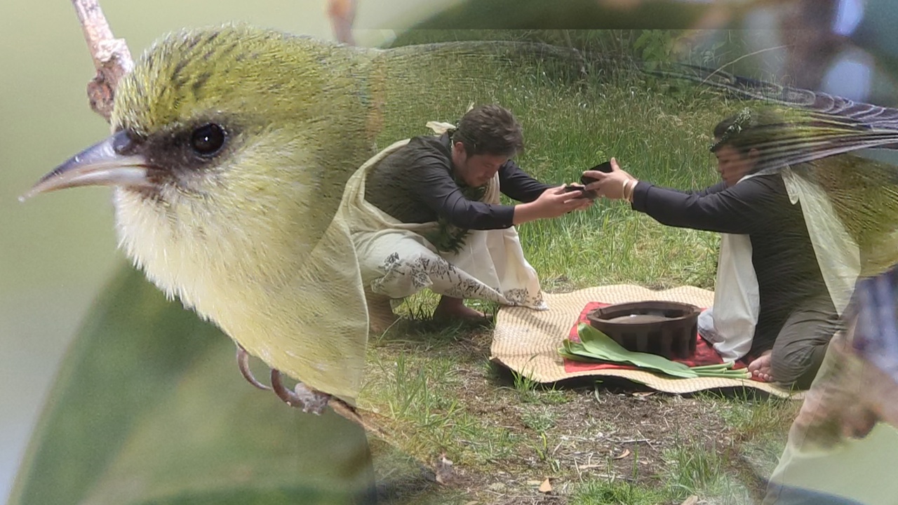 VIDEO Ranger Rediscovers Native Bird s Lost Hawaiian Name video-ranger-rediscovers-native-bird-s-lost-hawaiian-name