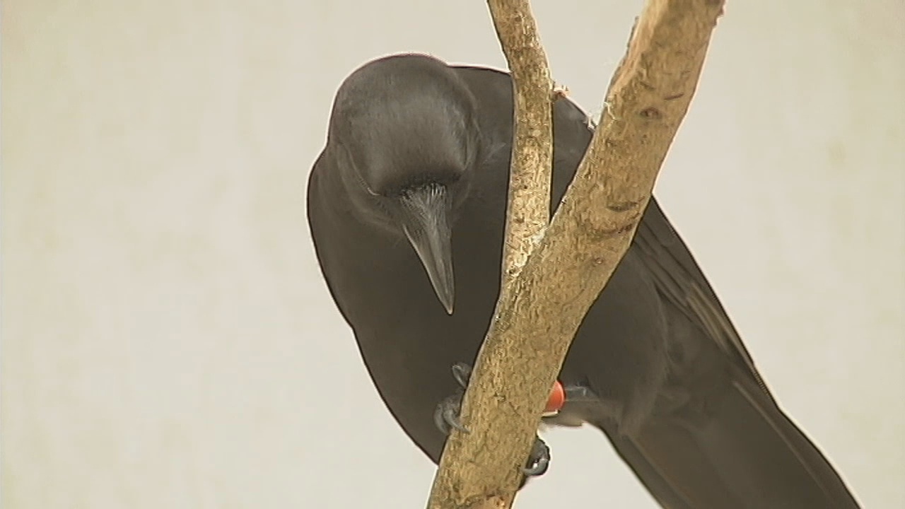 VIDEO: Effort To Save Hawaiian Crow Recounted By Biologist