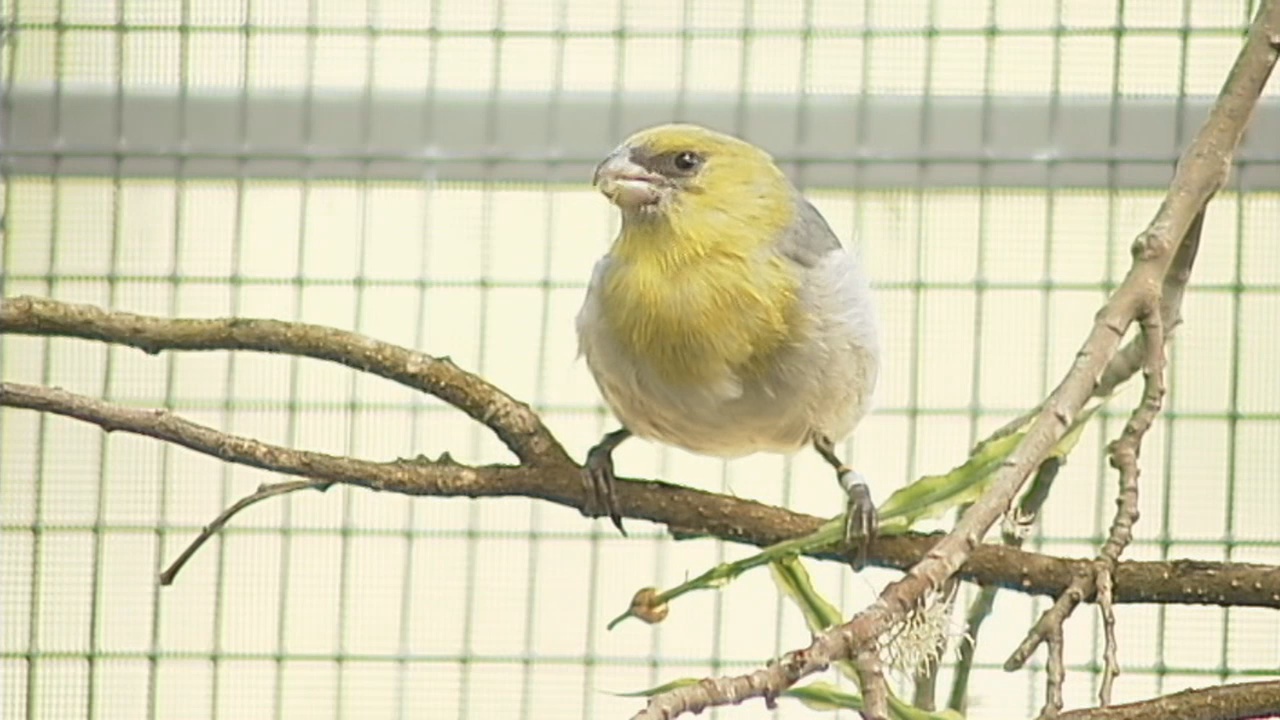 VIDEO: Endangered Palila Discussed At GMAC Meeting