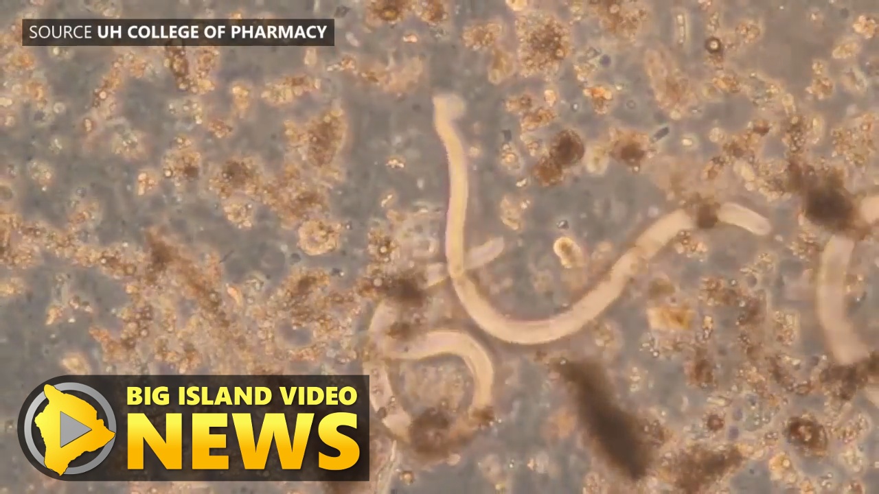 Hawaii Pushes Rat Lungworm Education, But Research Wanted