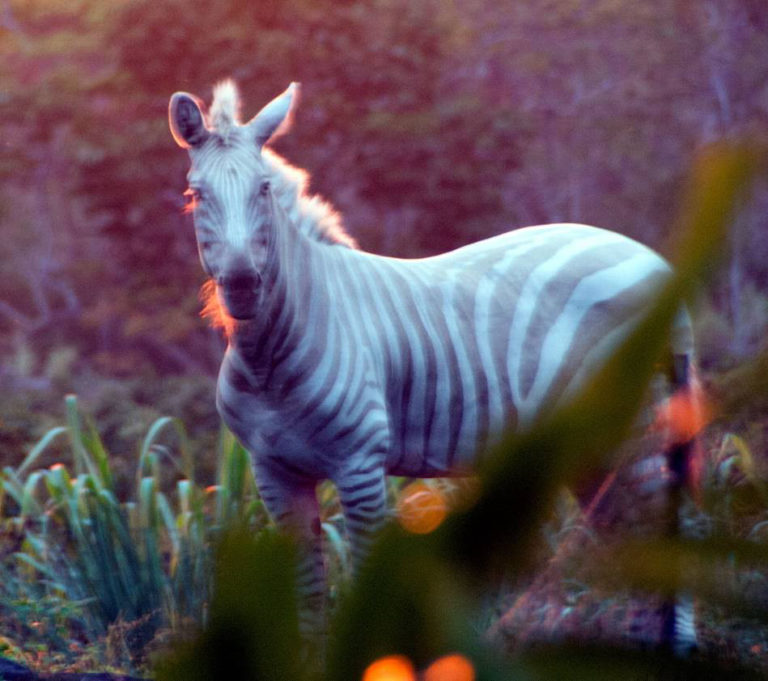 Zoe, Kona’s Rare Golden Zebra, Dies
