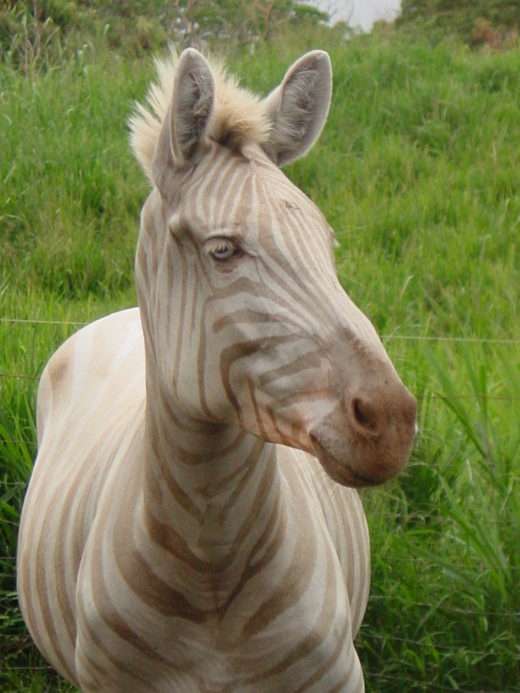Zoe, Kona’s Rare Golden Zebra, Dies – Big Island Video News