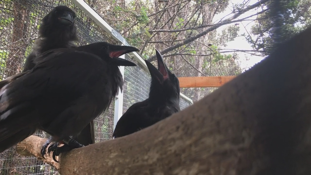 VIDEO: Alala Project Moves Forward With Another Release