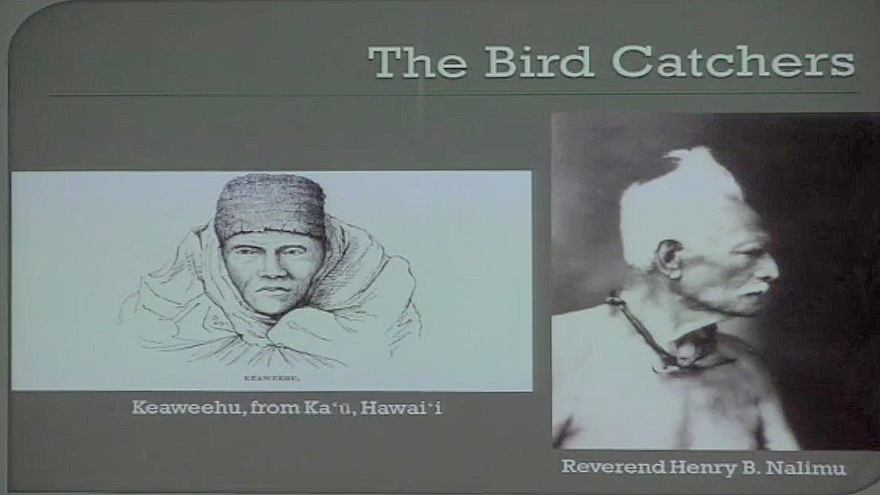 VIDEO: Hawaiian Bird Catchers & Their Methods