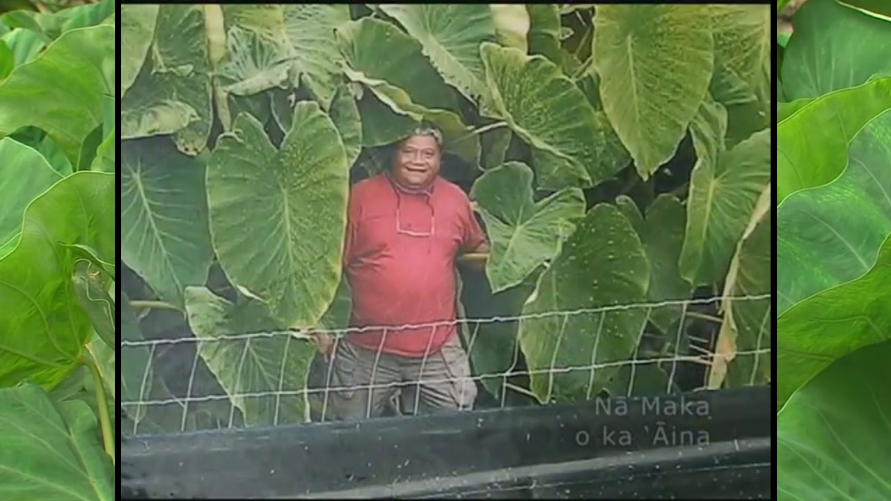 VIDEO: Jerry Konanui, Renowned Kalo Expert, Passes Away