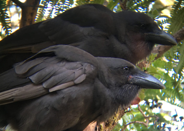 VIDEO: Released Hawaiian Crows Said To Be “Thriving”