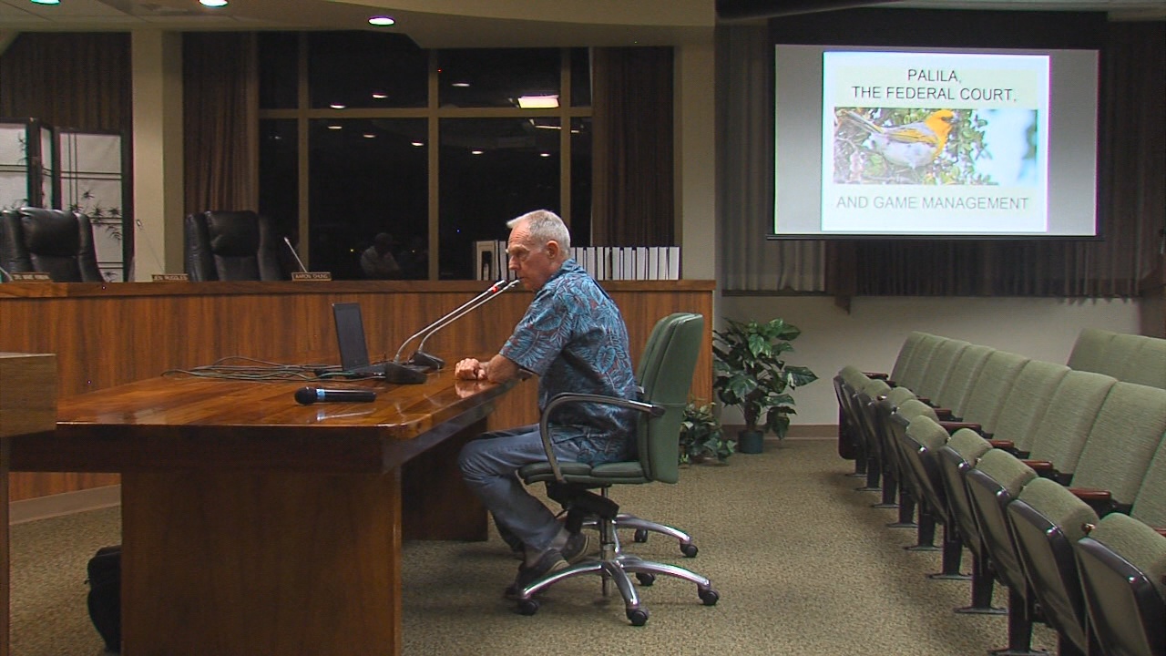 VIDEO: Sheep Can Coexist With Palila On Mauna Kea, Commission Told