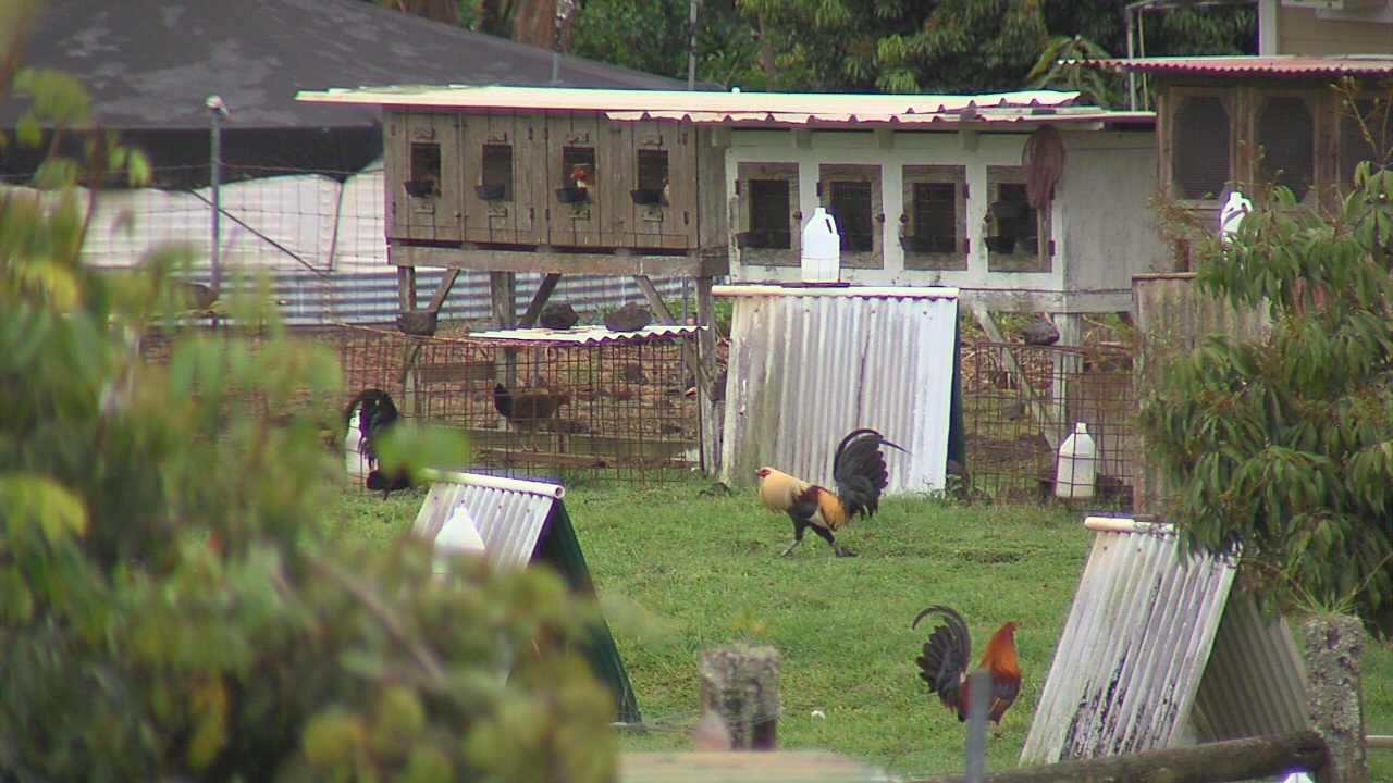 VIDEO: Rooster Bill Dies After Opponents Crowd Council