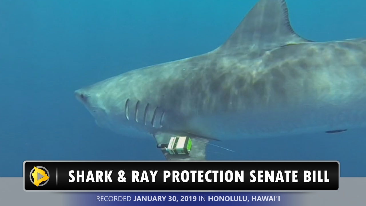 VIDEO: Shark and Ray Protection Bill Advances