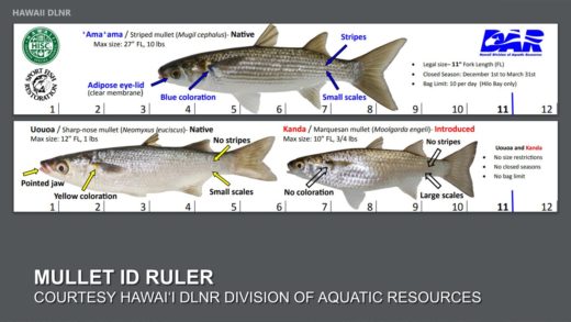 VIDEO: Introduced Mullet Taking Over Hawaii Estuaries