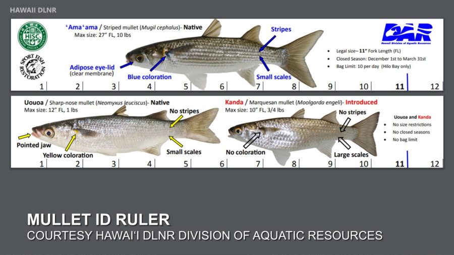VIDEO: Introduced Mullet Taking Over Hawaii Estuaries