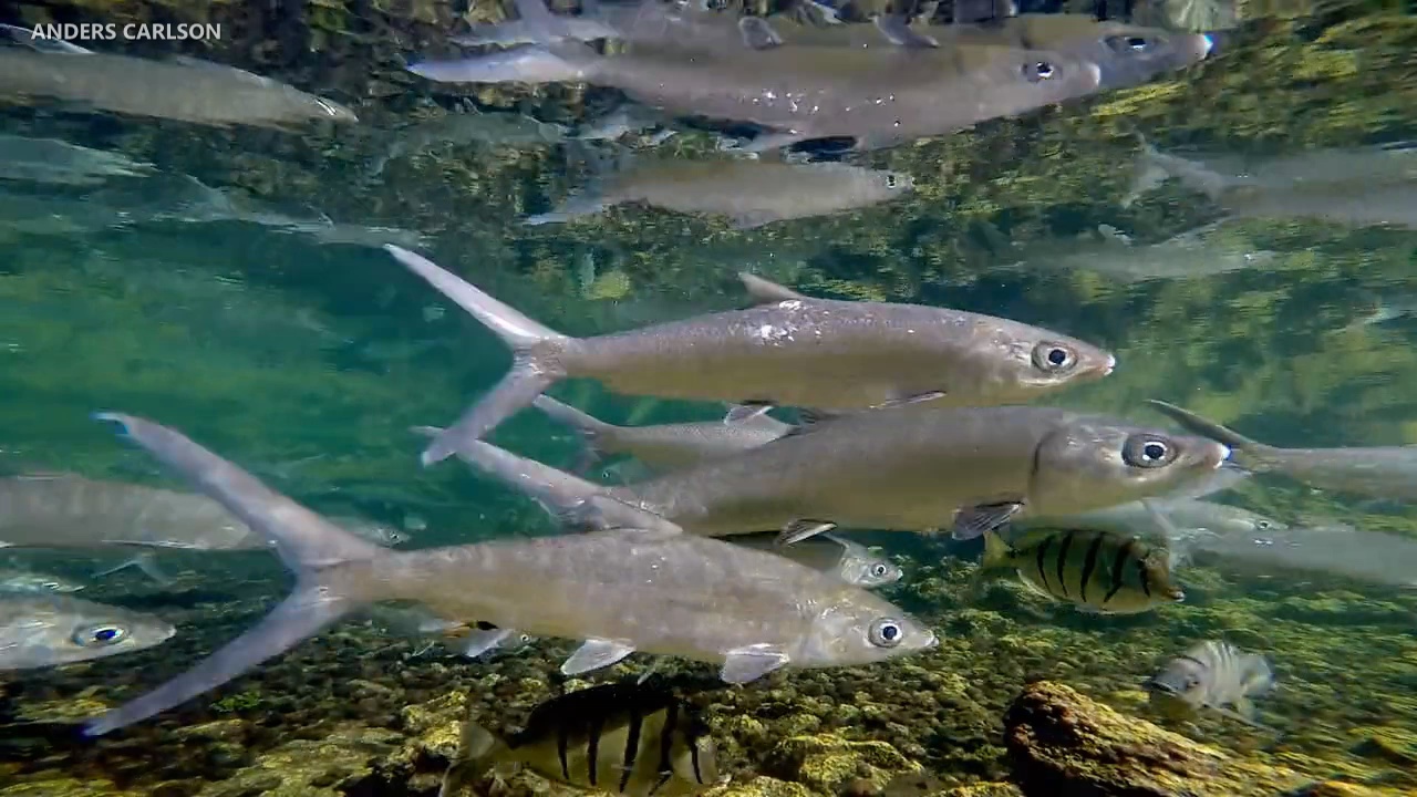 VIDEO: Fish Recovering At Ka’upulehu Two Years Into Moratorium