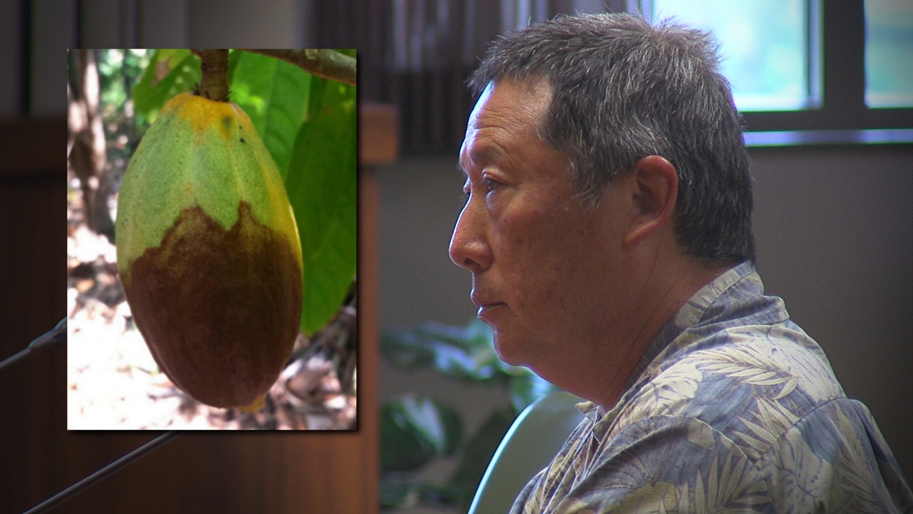 VIDEO: Council Helps Cacao Growers Fight Black Pod Rot