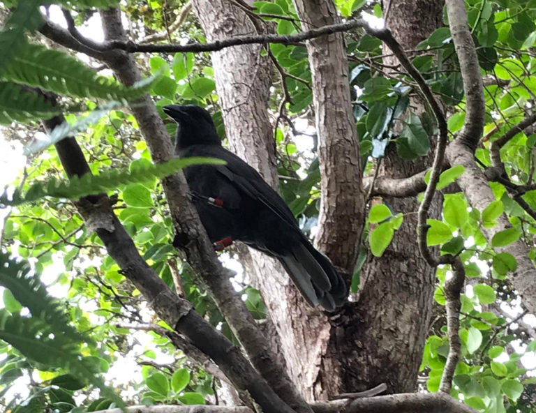 More Endangered ʻAlalā Released Into The Wild
