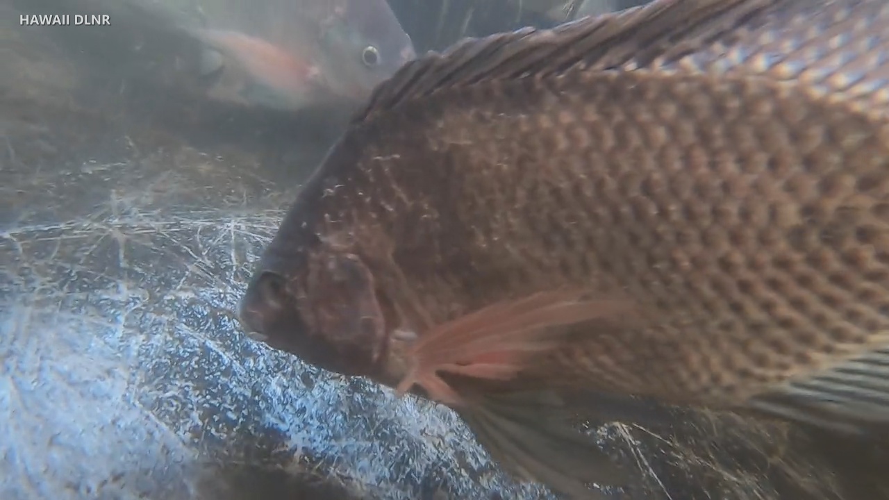 VIDEO: Nile Tilapia Invade Wailoa River In Hilo