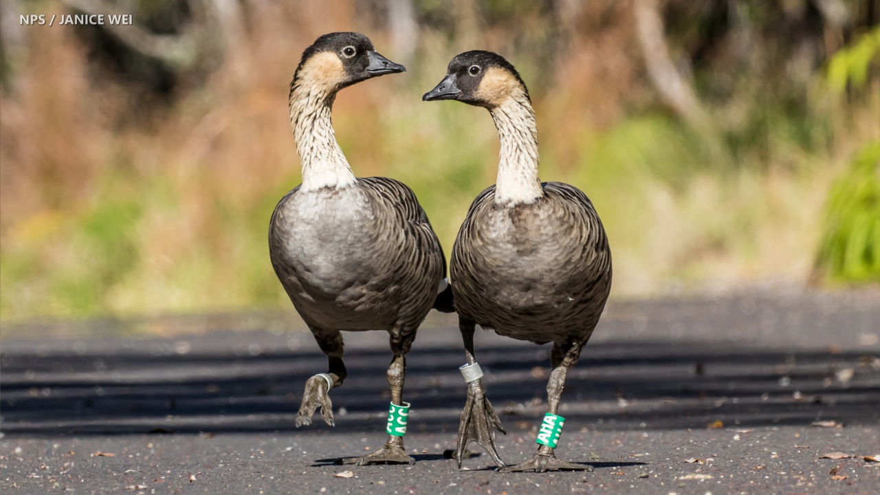 VIDEO: Nene Downlisted From “Endangered” To “Threatened”