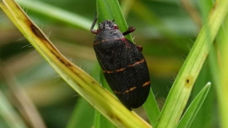 Hawaii Reps Introduce Bill To Fight Spittlebug Ravaging Kona