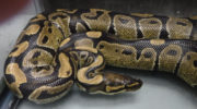 Snake Found In Hilo: Another Ball Python