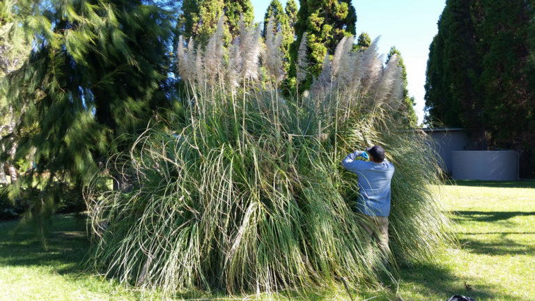 Invasive Pampas Grass Eradicated From Hawaiʻi Island