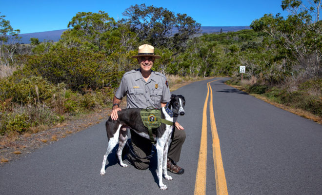 “Bark Ranger” Program Unleashed At Hawaiʻi Volcanoes