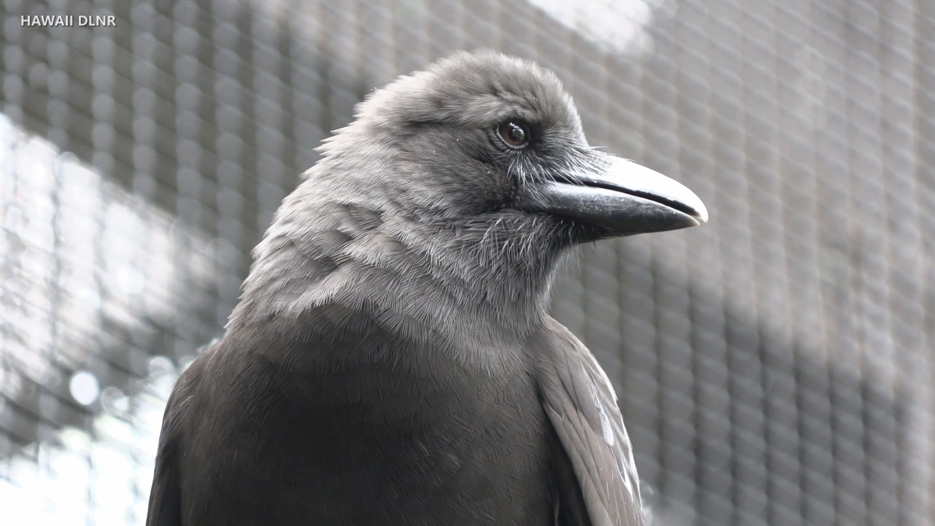 VIDEO: ʻAlalā Exhibit In Hilo Is Only One In The World