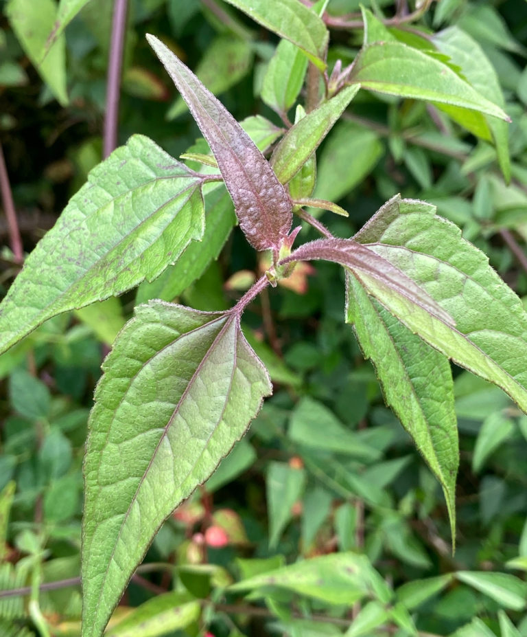 Noxious “Devil Weed” Found On Hawaiʻi Island