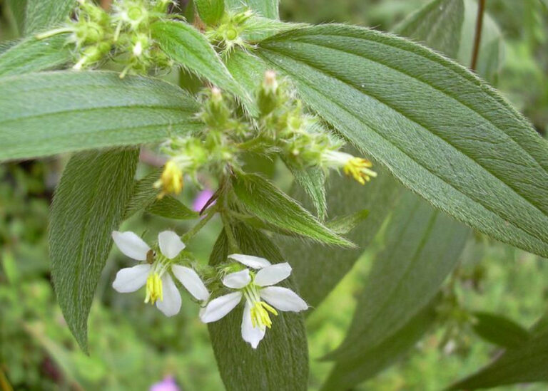 Two Insect Biocontrols Proposed For Hawaiʻi Release