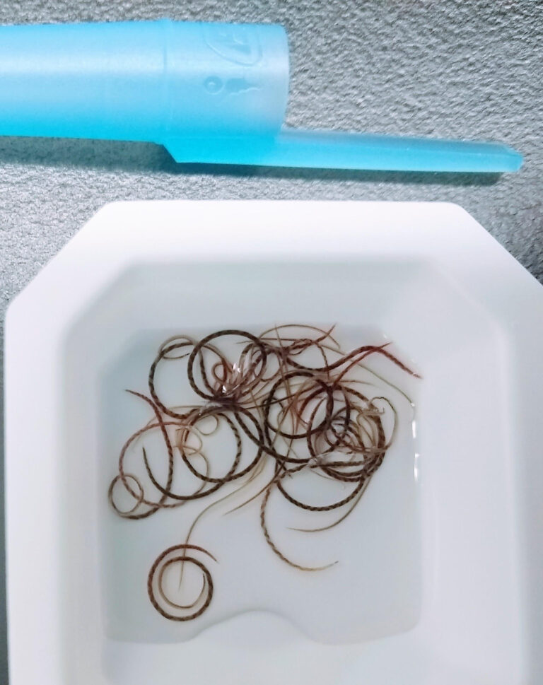 New Rat Lungworm Disease Resource To Help Medical Professionals New Rat Lungworm Disease Resource To Help Medical Professionals