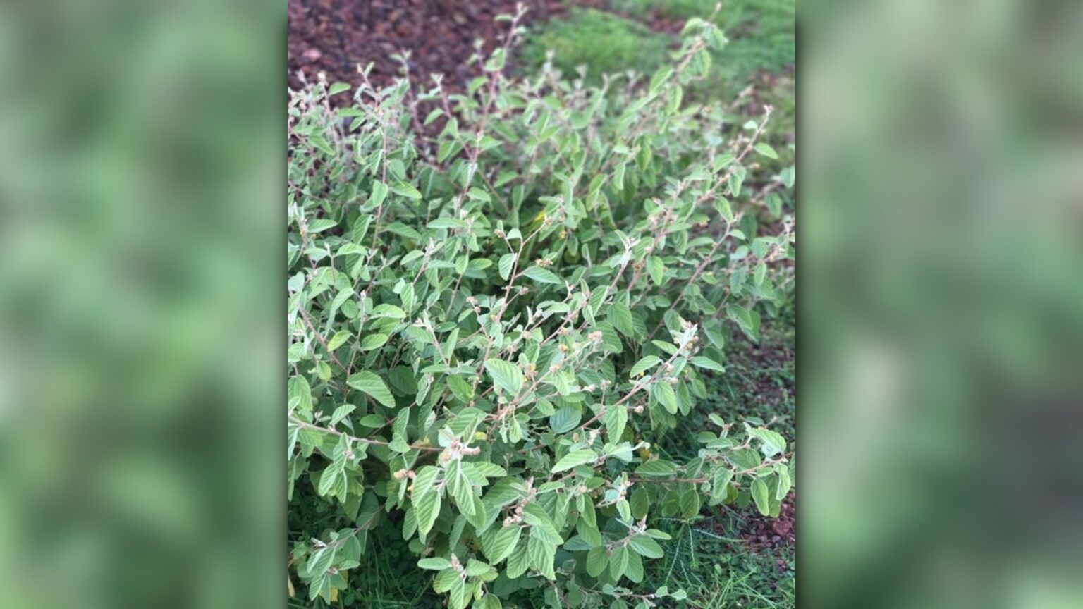 UH-Hilo Examines Medicinal Properties Of Native Plant