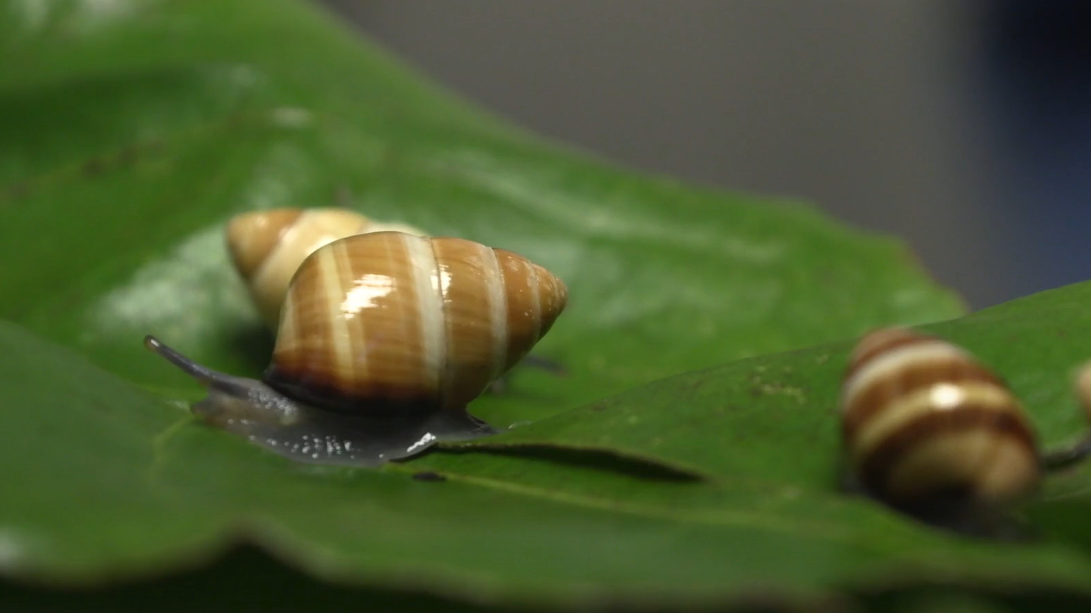 VIDEO: Hawaiʻi Declares 2023 Year Of The Kāhuli