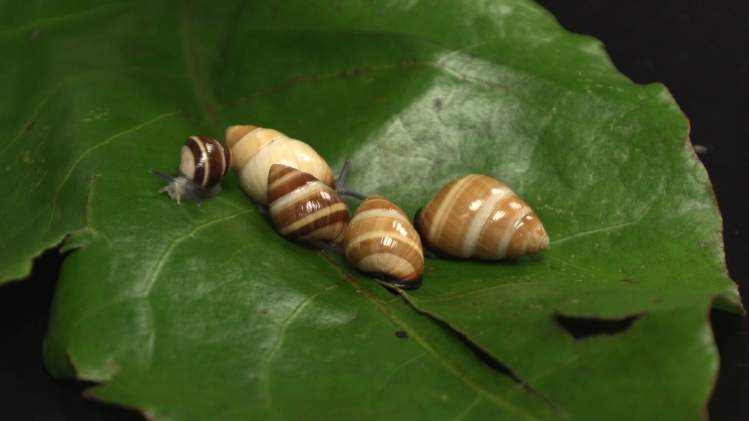 VIDEO: Hawaiʻi Declares 2023 Year Of The Kāhuli