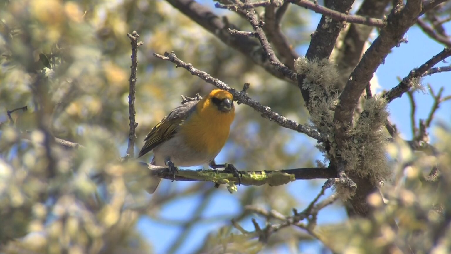 Palila Bird Resolution Advances In Hawaiʻi Senate