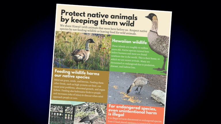 Flyers Urge Keeping Native Animals “Wild”