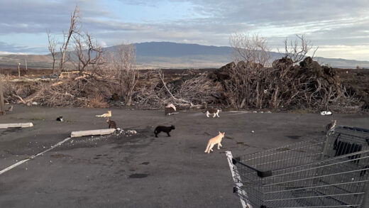 64 Cats Captured, Relocated From Waikoloa – Big Island Video News