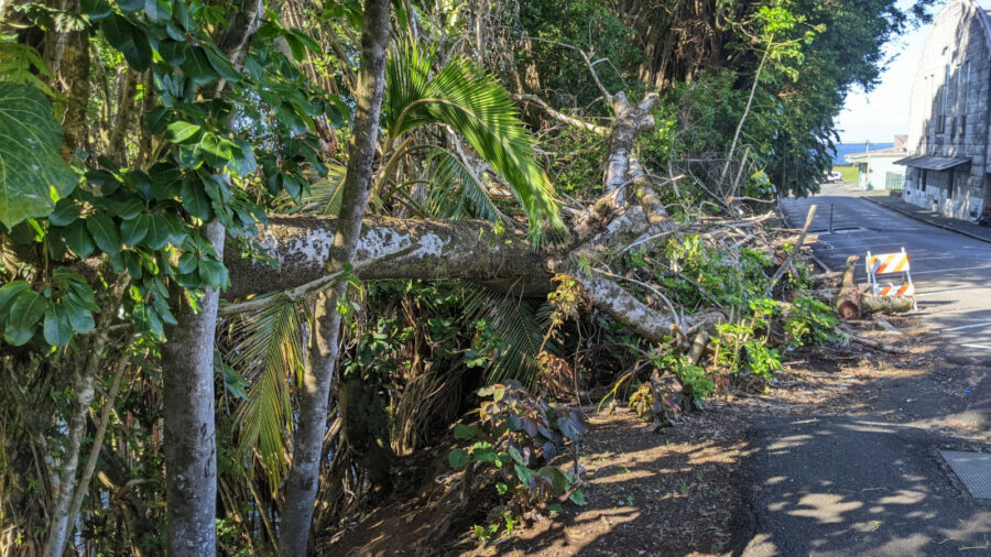 Fallen Tree Closes Puʻueo Street Bridge In Hilo