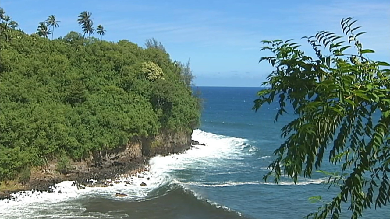 ʻUlu Orchard Planned For North-Side Of Hakalau Bay