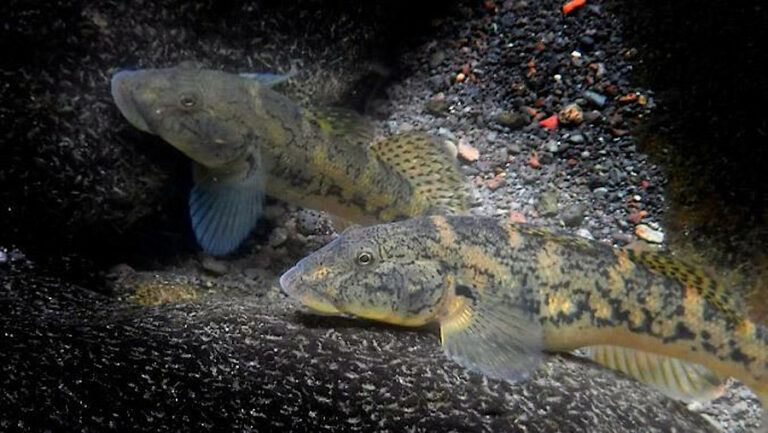 Waterfall-climbing Fish Need To Reach Ocean, UH Researchers Say