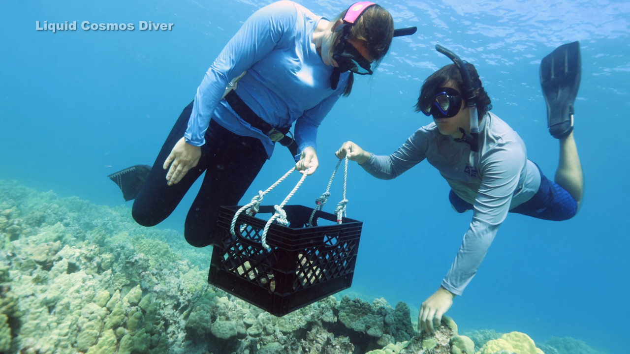 Coral Reef Restoration Project Launched On Hawaiʻi Island