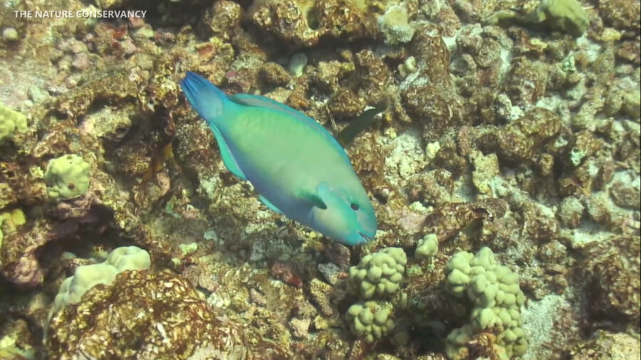 New Rules For Ocean Users, Taking Certain Fish Go To Hawaiʻi Board