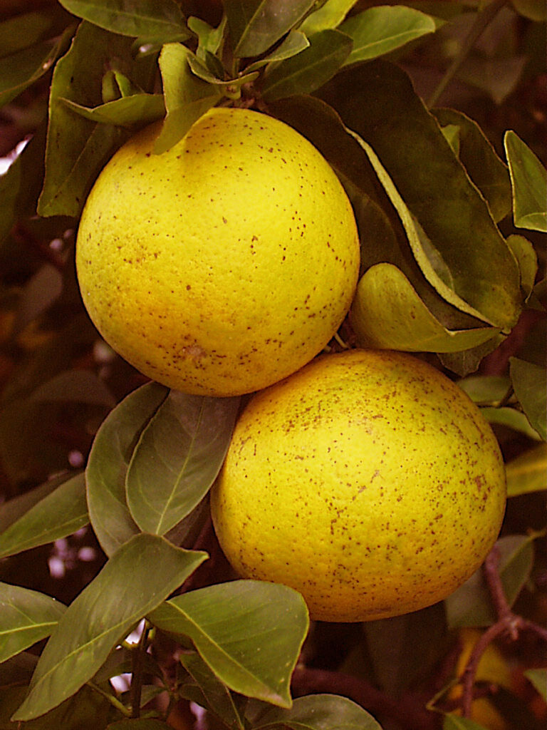 Kona Orange Listed In “Ark of Taste” Catalog – Big Island Video News