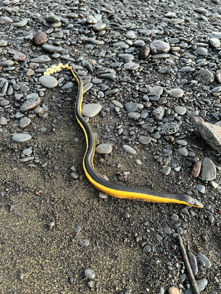 Highly Venomous Sea Snake Found On Hawaiʻi Island Beach