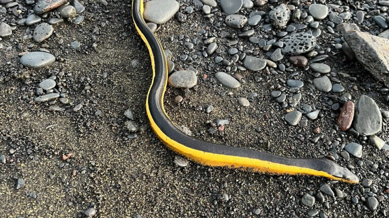 Highly Venomous Sea Snake Found On Hawaiʻi Island Beach