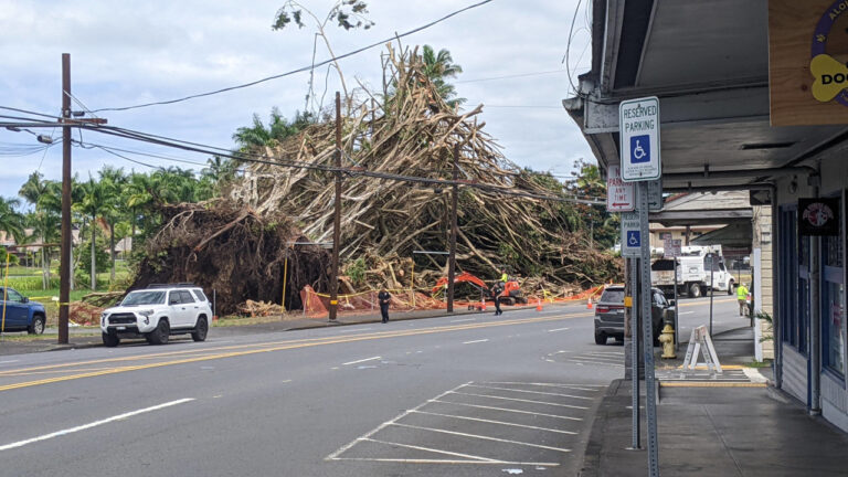 Police Investigate “Human Remains” At Fallen Banyan Tree In Hilo – Big ...