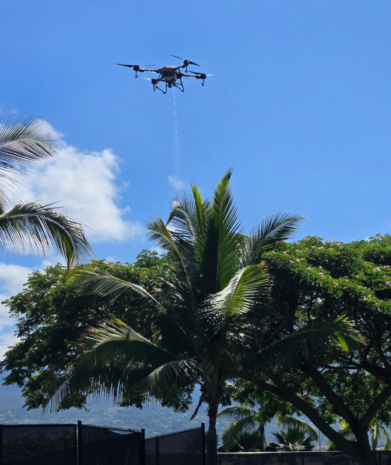 Drones Treat Palm Trees At Kohanaiki To Stop CRB Spread – Big Island ...