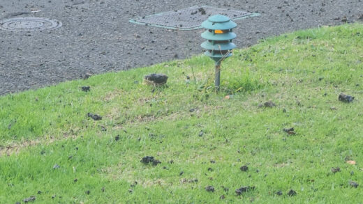 Hawaiʻi Volcanoes National Park Closed, Ashfall Updated – Big Island ...