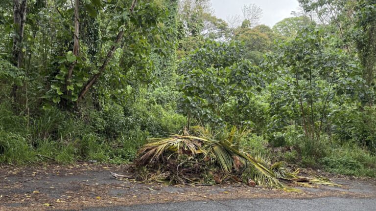 Hawaiʻi Forest Reserves “Are Not Landfills”, Officials Chide – Big ...